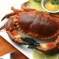 Scottish Shellfish