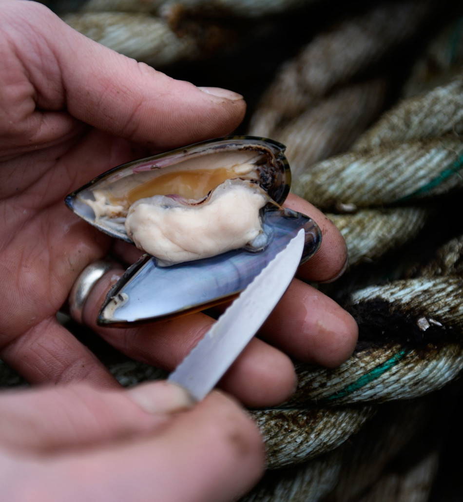 fresh-mussel - Scottish Shellfish