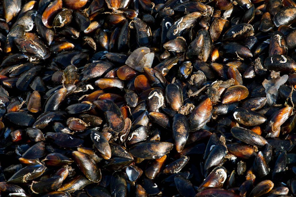 produce-header - Scottish Shellfish